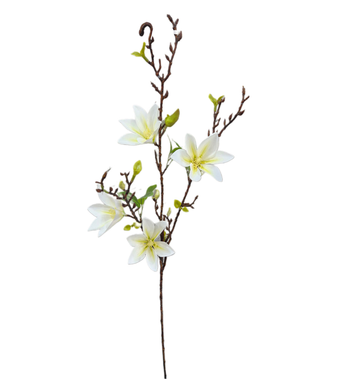 Vara Magnolia - PD159 – Florality